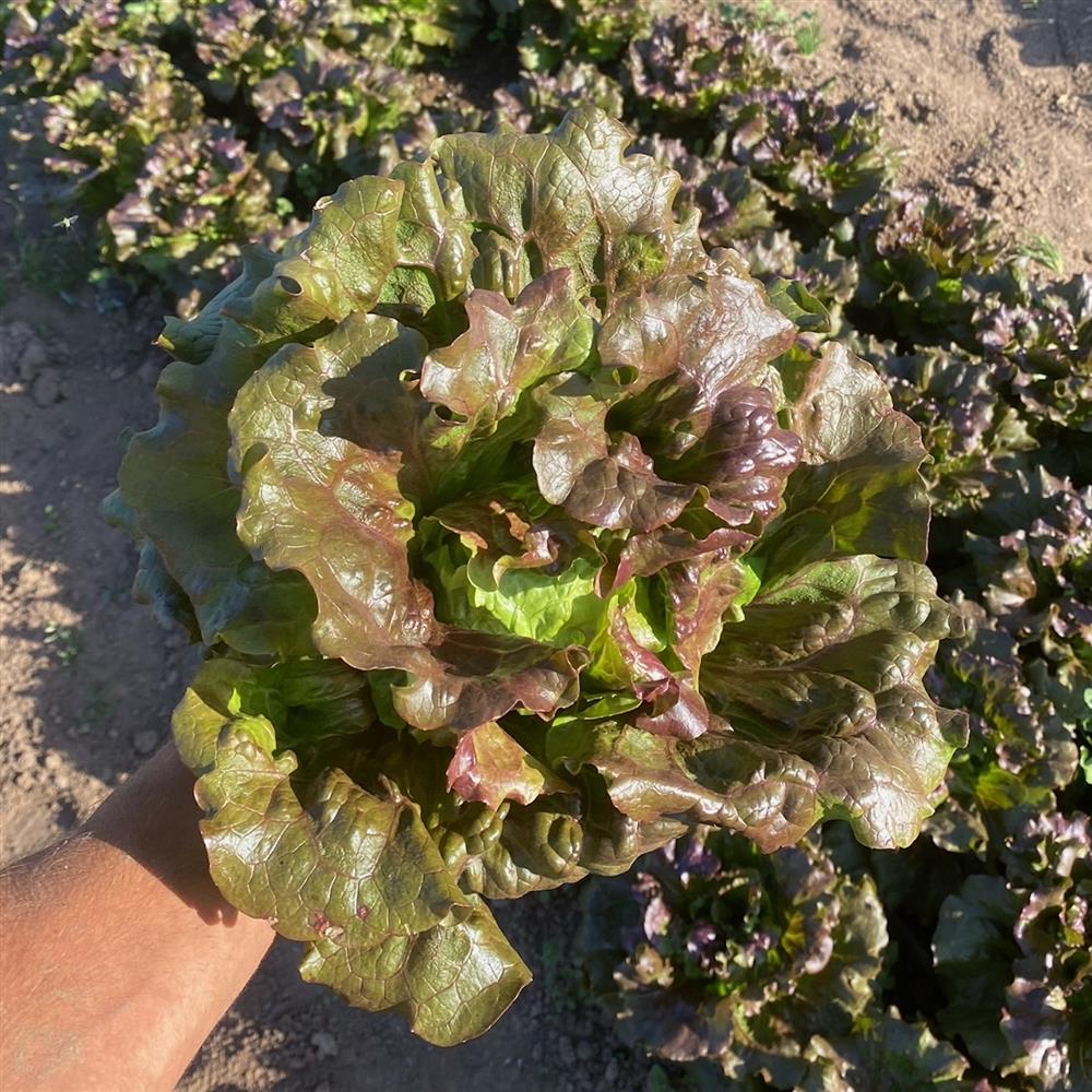 Organic Red Batavia (Summer Crisp) Lettuce - Tookey Farms – Rusty ...